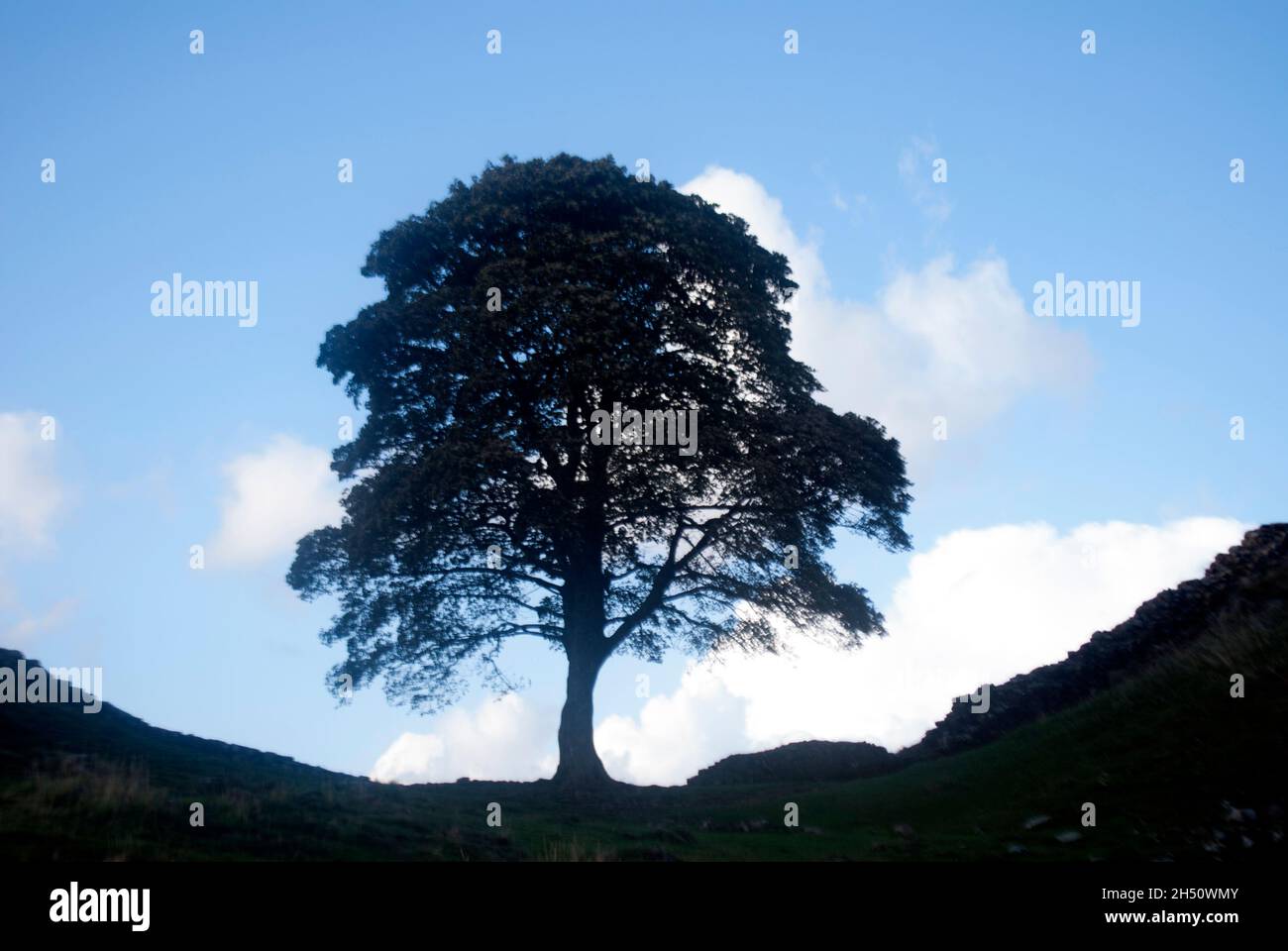 Robin Hood Tree / Sycamore tree from the film Robin Hood: Prince of ...