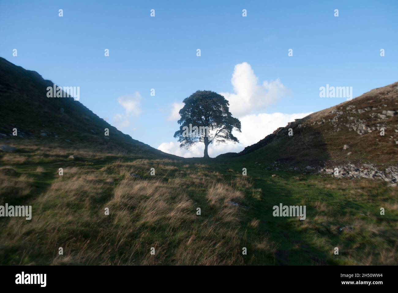 Robin Hood Tree / Sycamore tree from the film Robin Hood: Prince of ...