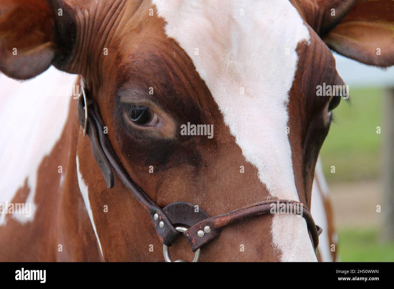 Champion cow hi-res stock photography and images - Alamy