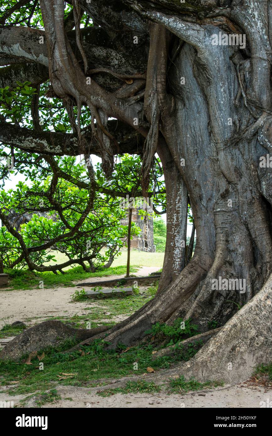Large and leafy tree with many years of existence. Mata de Sao Joao ...