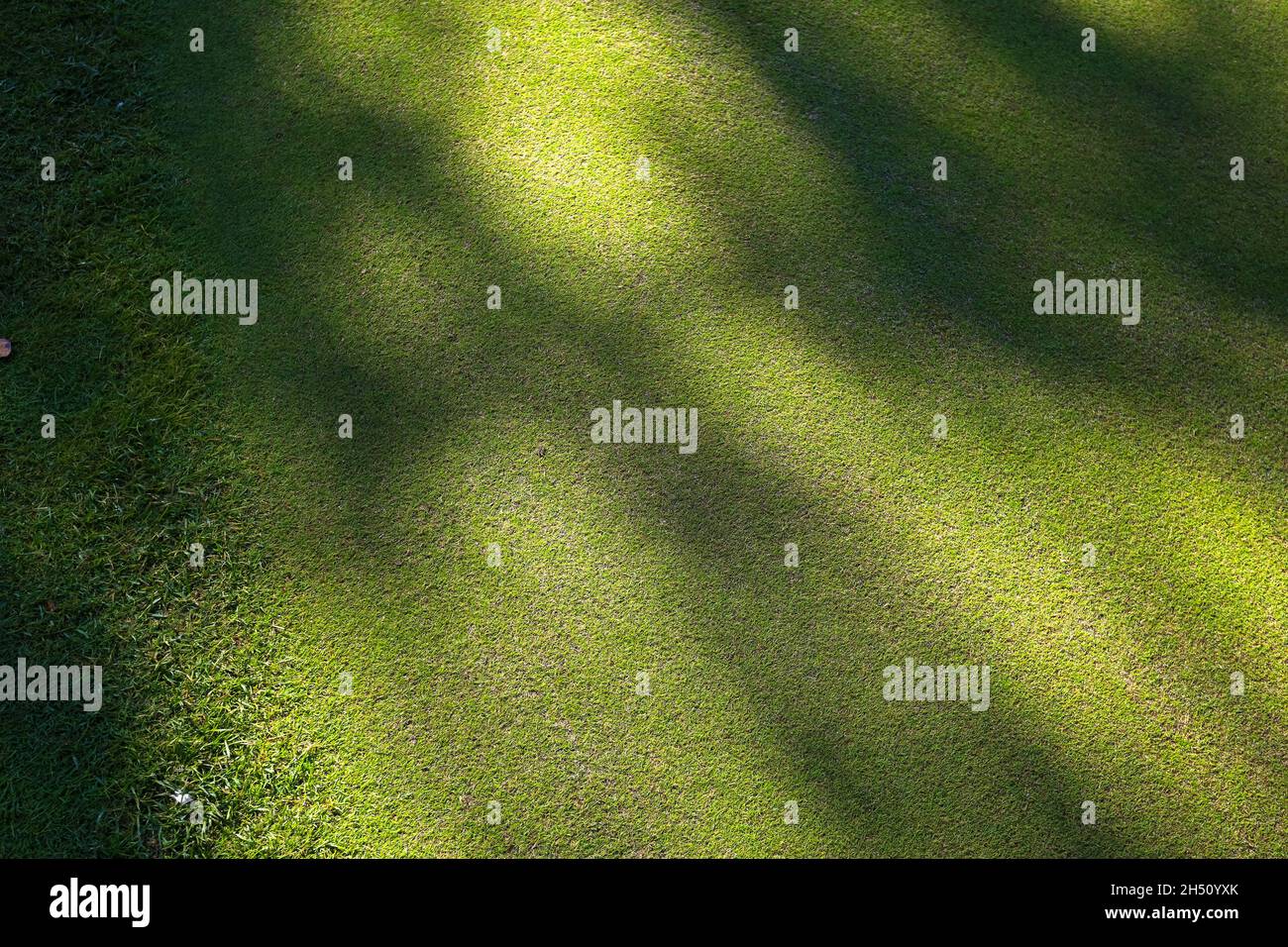 Golf course, shadows from trees on the grass. Green grass. Background ...