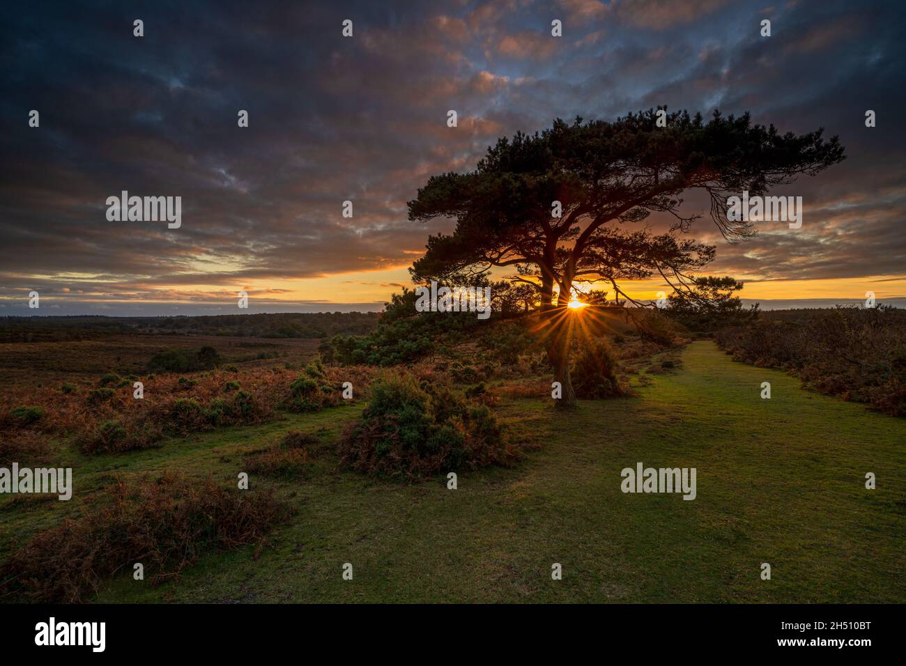 Sunset over a lone pine tree at Bratley View during autumn in the New ...