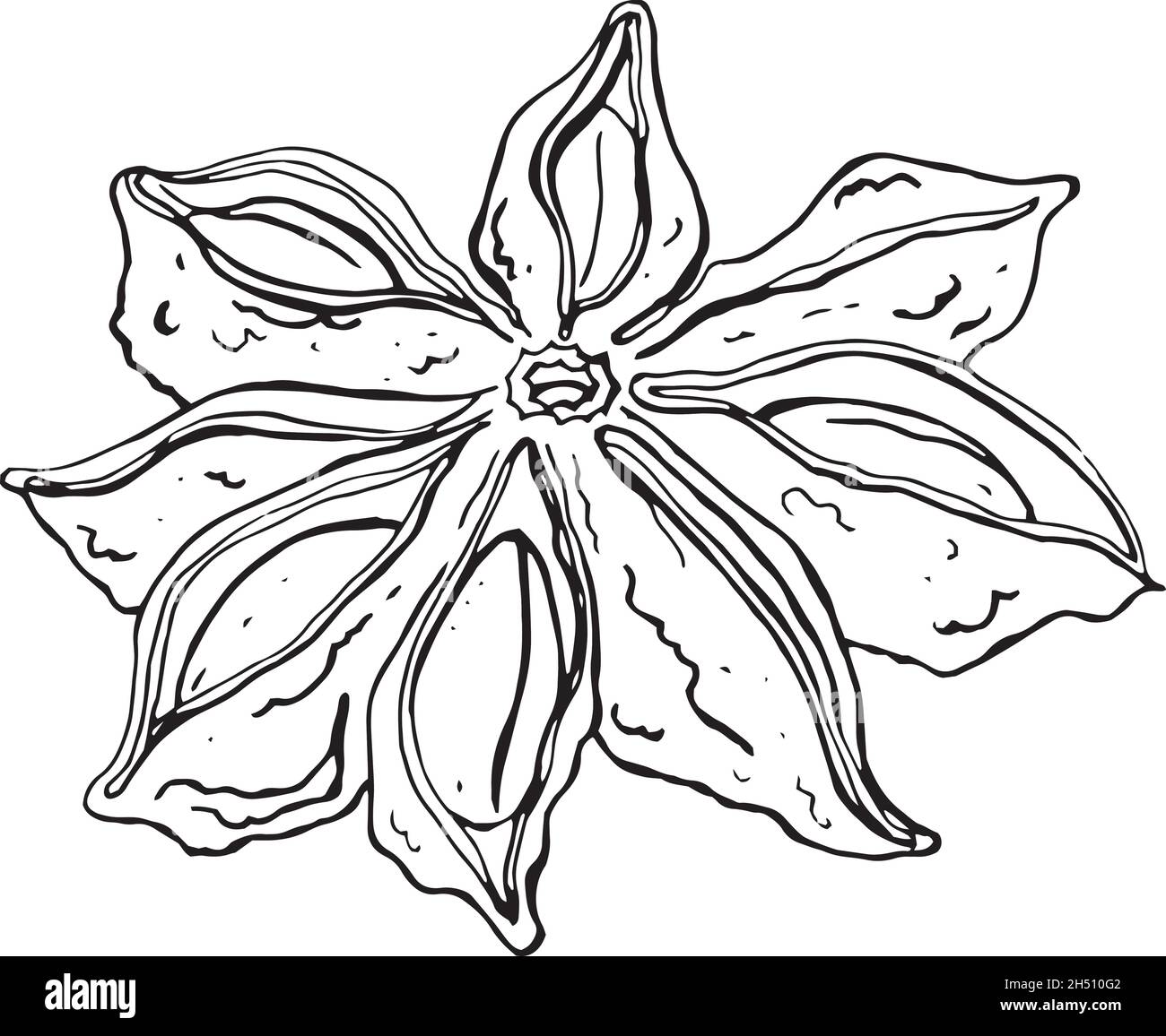 Spices aromatic indian spices Stock Vector Images - Alamy