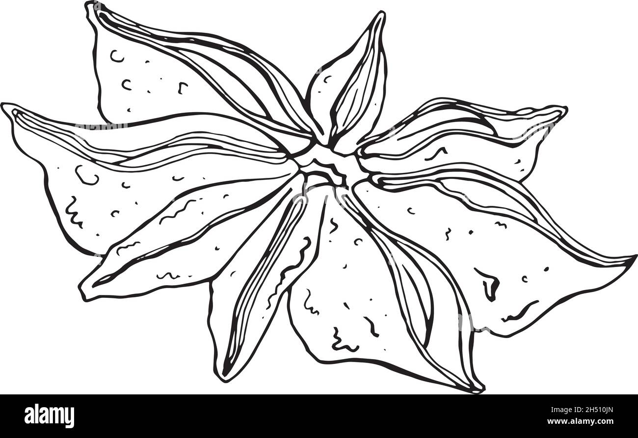 Food spices anise Black and White Stock Photos & Images - Alamy