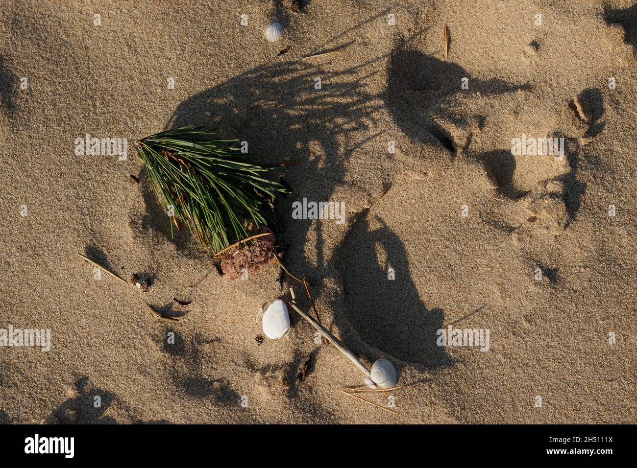 Beach atmosphere. Green coniferous branch, three snow-white shells, the ...