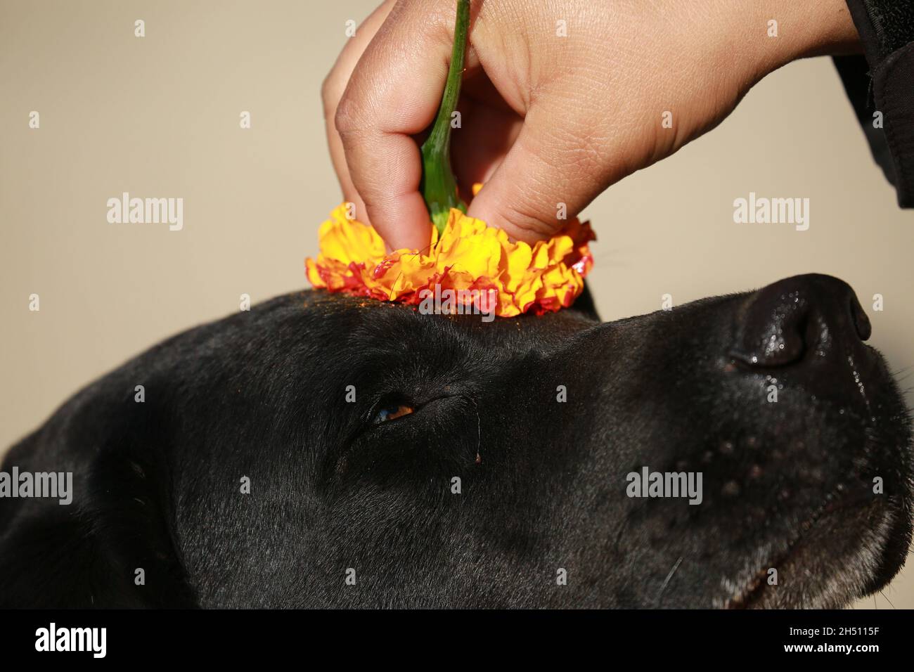 Yama dogs hi-res stock photography and images - Alamy