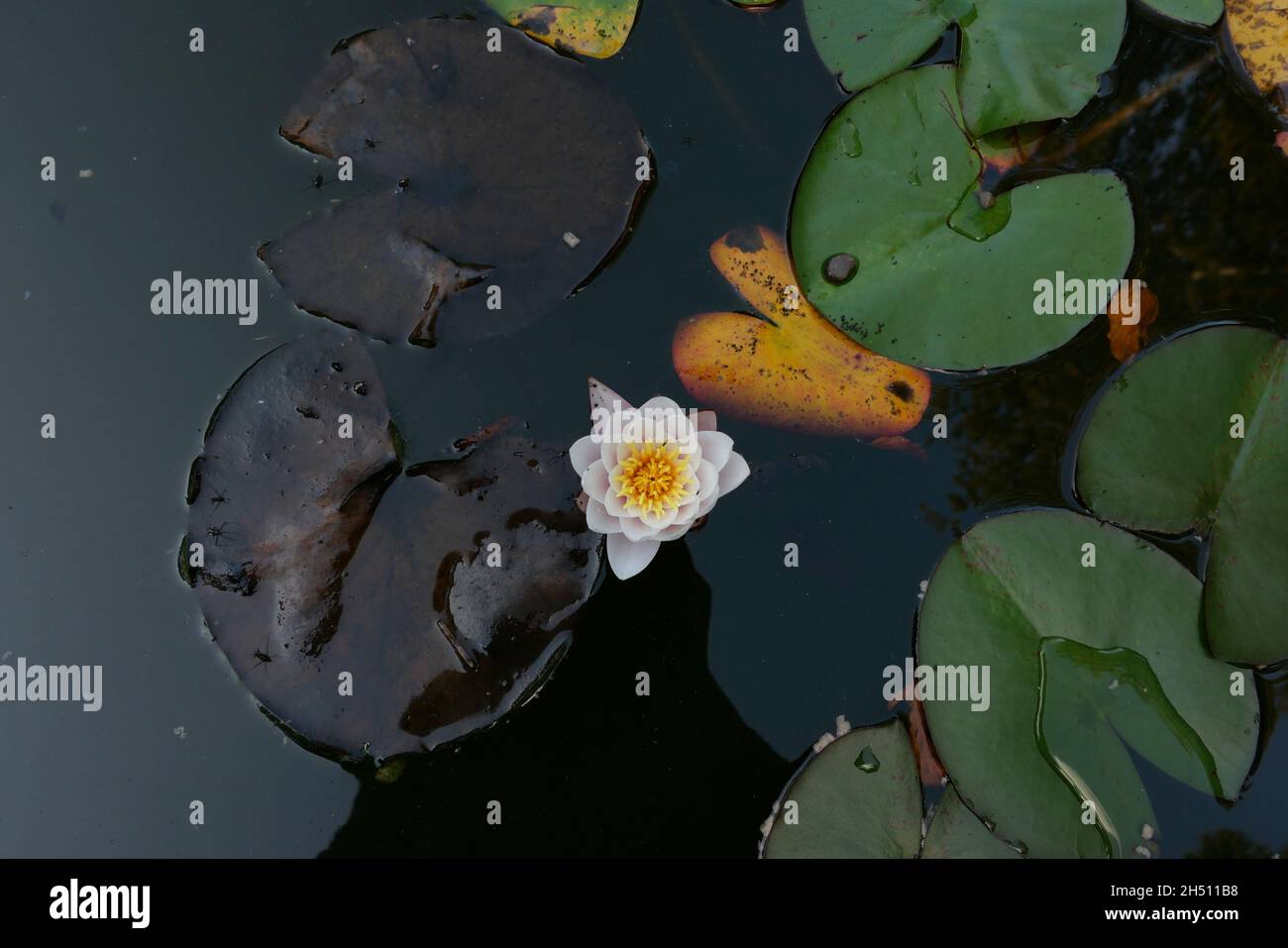Top view of water lily flower and foliage floating on water Stock Photo ...