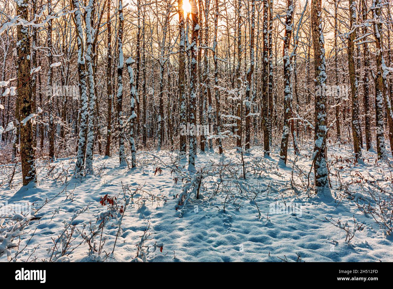 Winter christmas christmas trees and snow and nature color hi-res stock ...