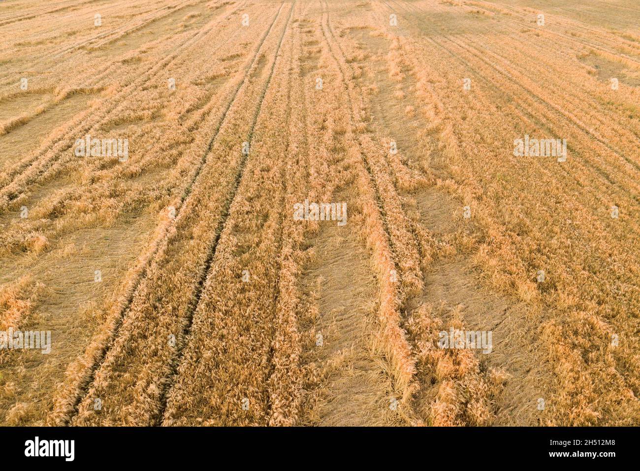 Aerial view of ripe farm field ready for harvesting with fallen down ...