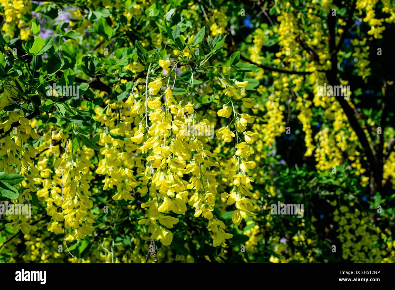 Common laburnum golden chain hi-res stock photography and images - Alamy