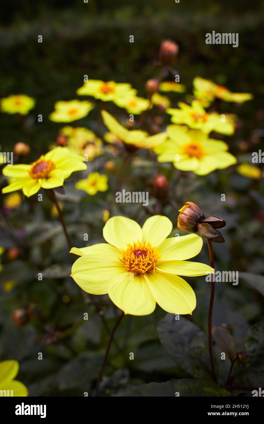 Dahlia mystic haze hi-res stock photography and images - Alamy