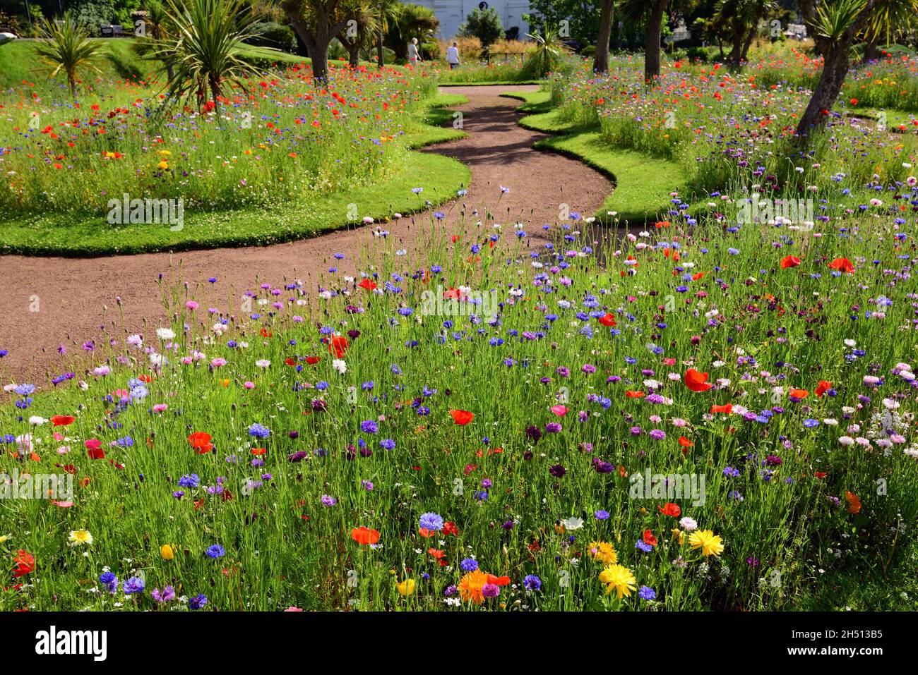 Wildflower displays in Abbey Park Gardens, Torquay, South Devon Stock ...