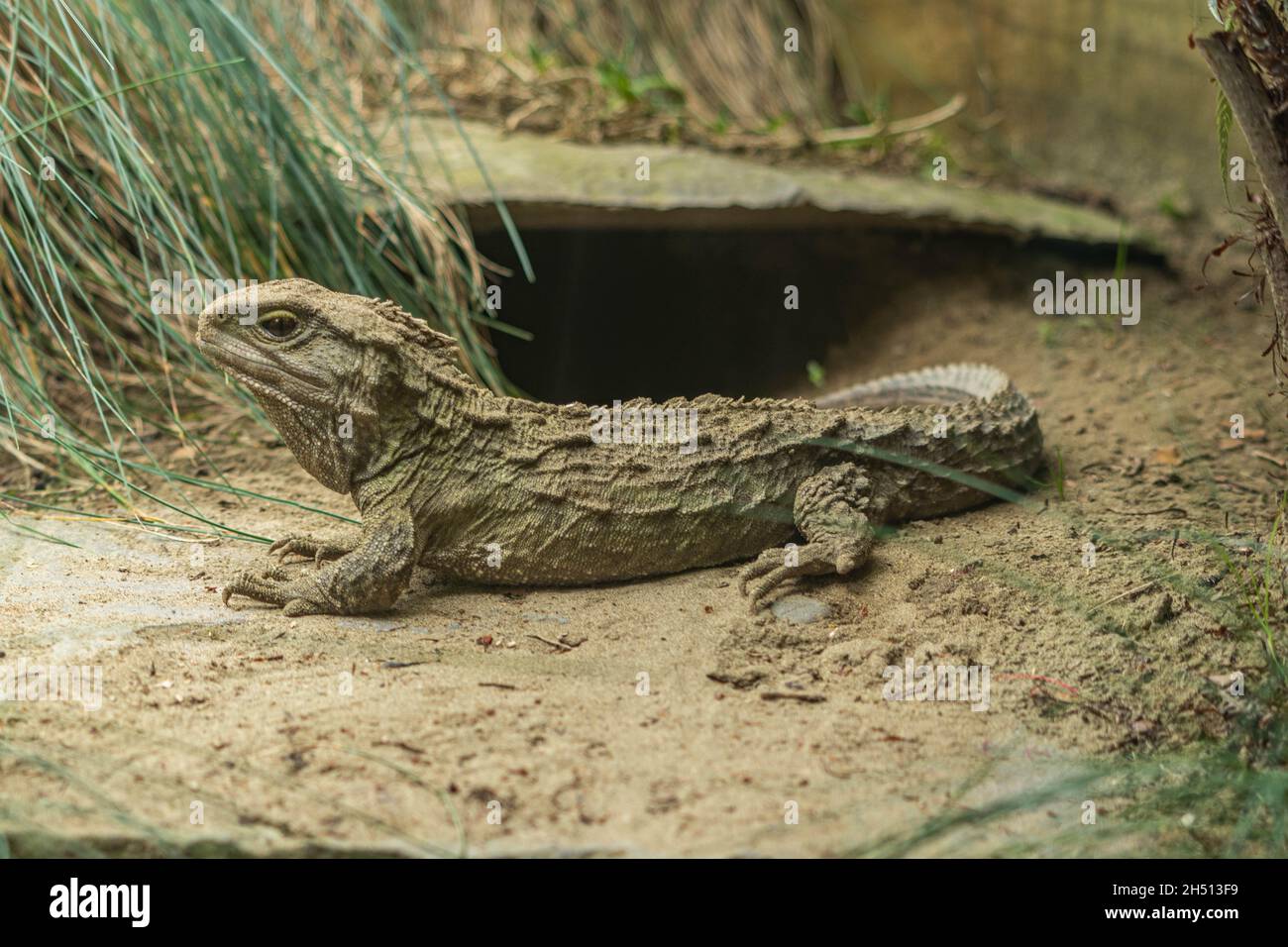 Tuatara lizard hi-res stock photography and images - Alamy