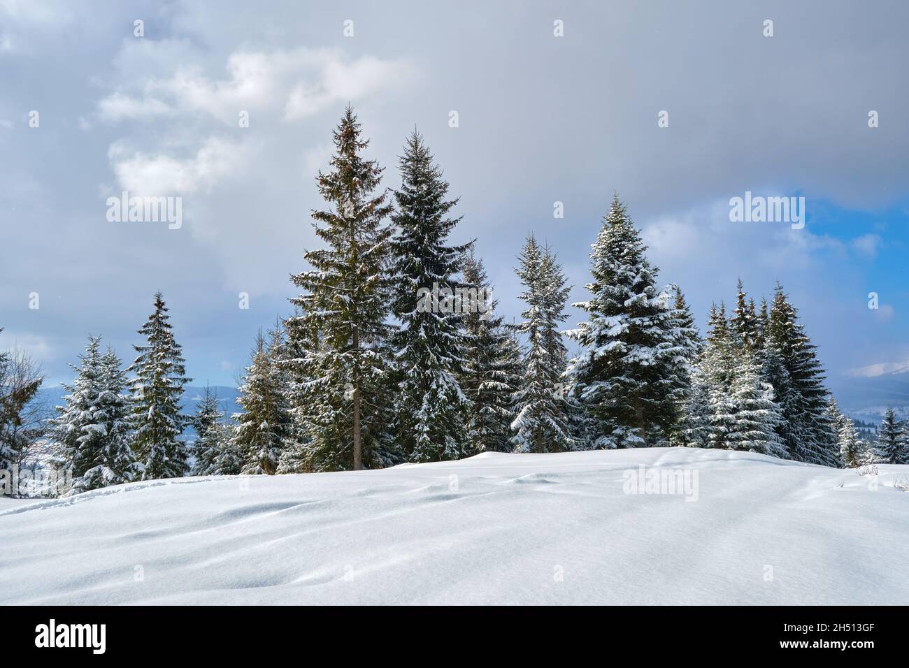 Bright winter landscape with pine trees covered with fresh fallen snow ...