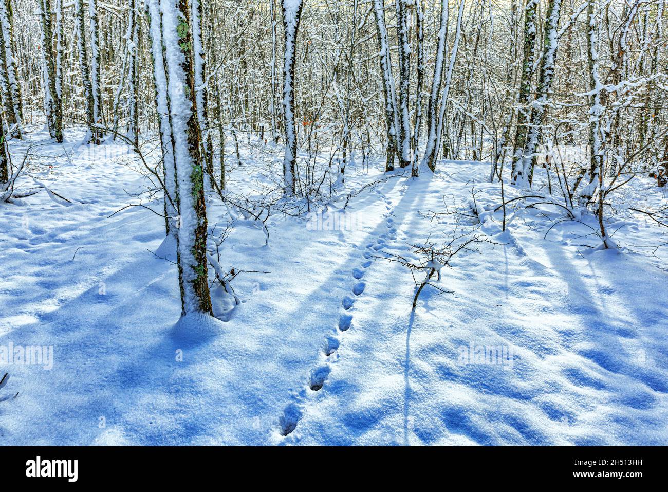 Animal trail in the winter forest Stock Photo - Alamy