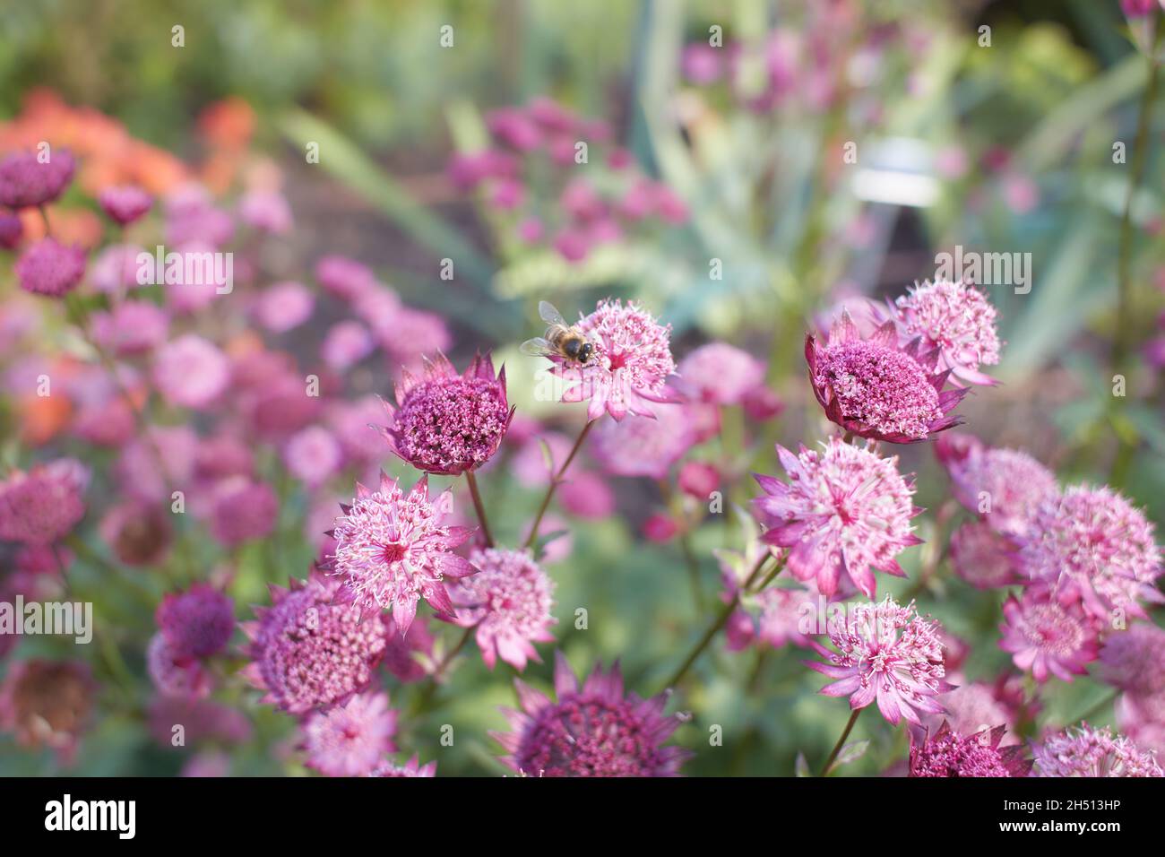 Pink astrantia flowers. Astrantia major Moulin Rouge Stock Photo - Alamy