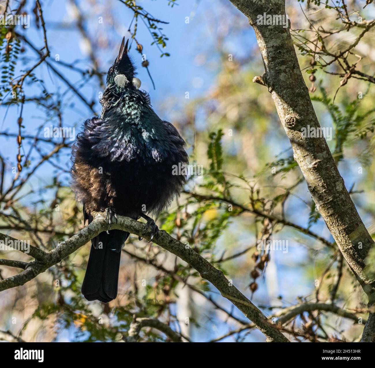 Tui family hi-res stock photography and images - Alamy