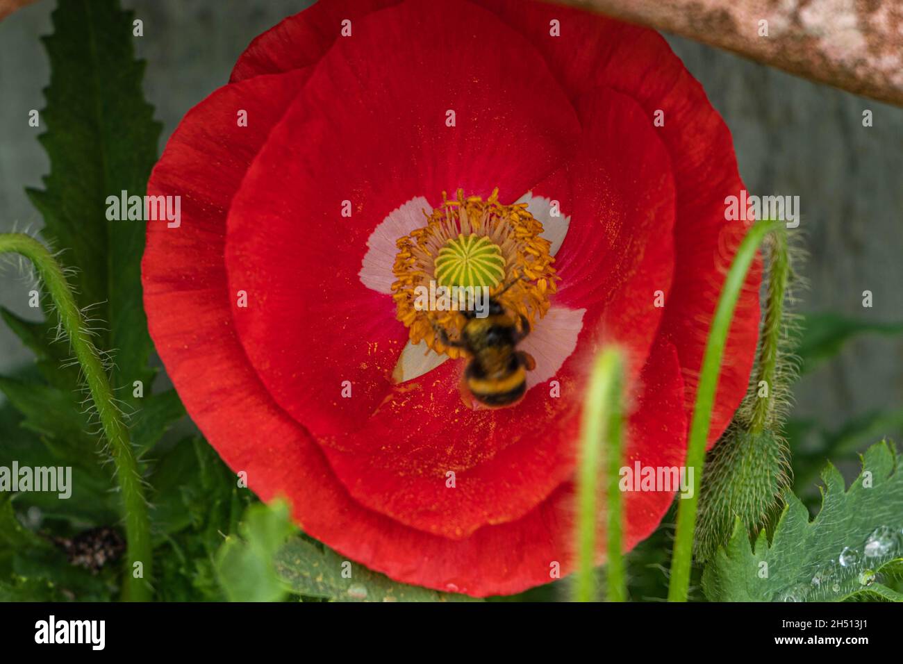 Poppy pollination hi-res stock photography and images - Alamy