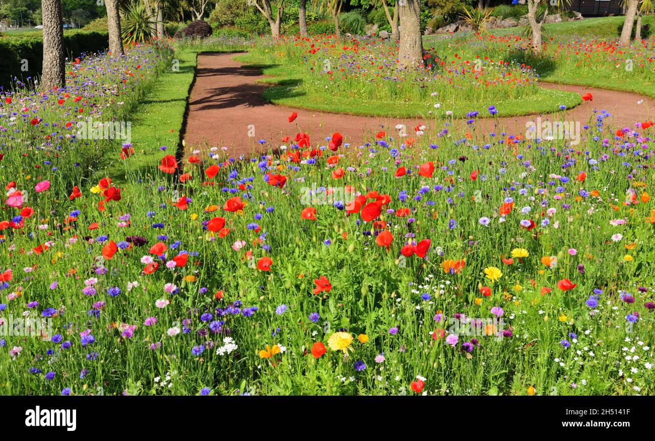 Wildflower displays in Abbey Park Gardens, Torquay, South Devon Stock ...