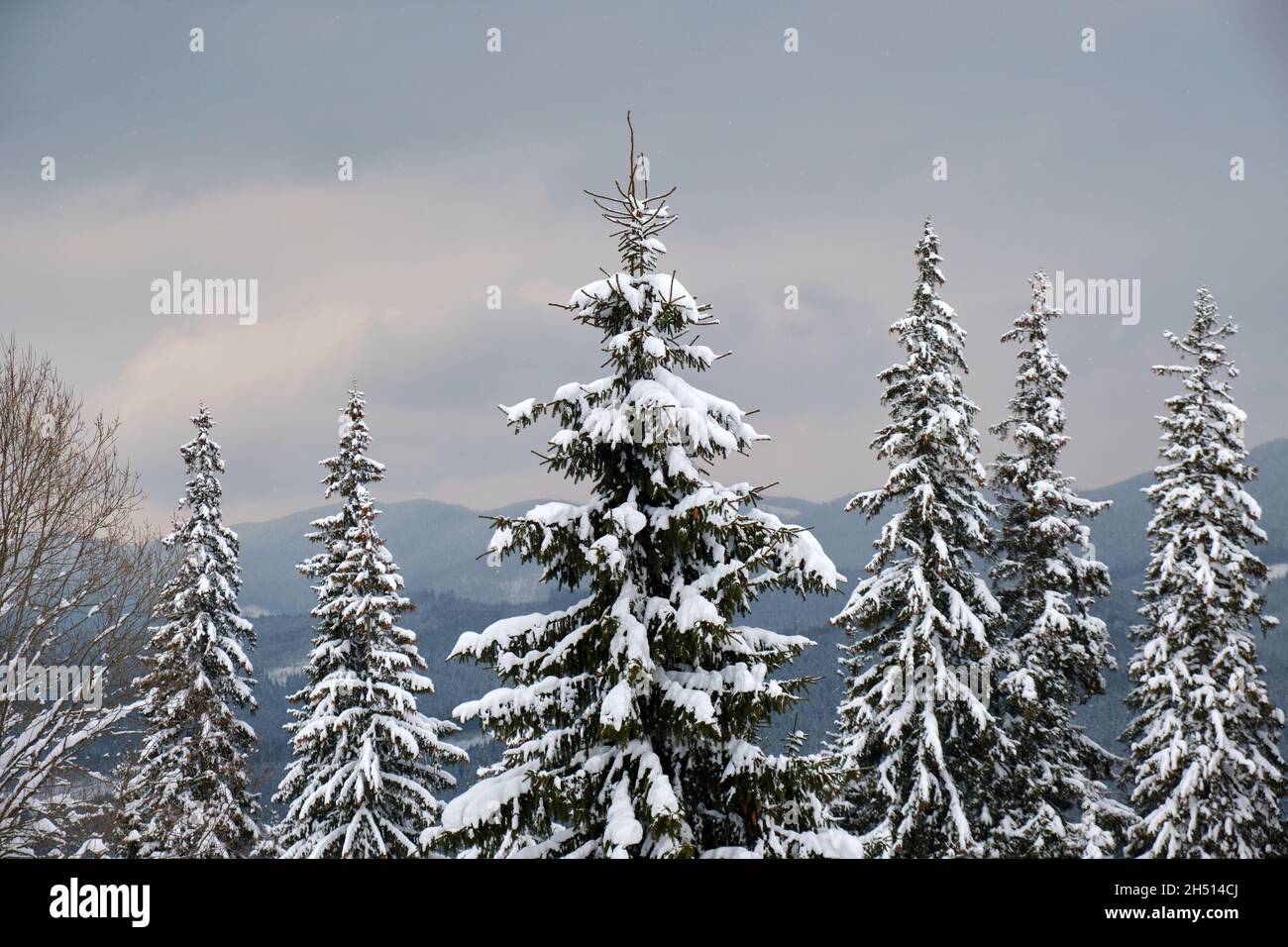 Moody landscape with pine trees covered with fresh fallen snow in ...