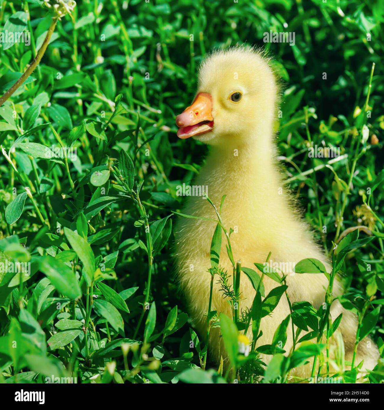 Little yellow goose on a green lawn Stock Photo - Alamy
