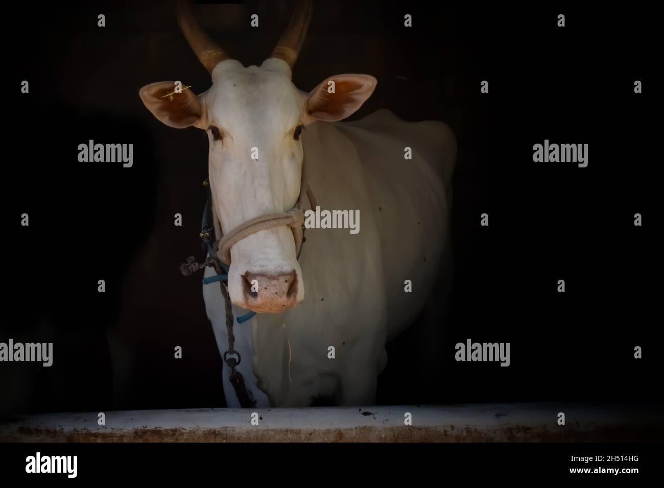 Hallikar cattle hi-res stock photography and images - Alamy