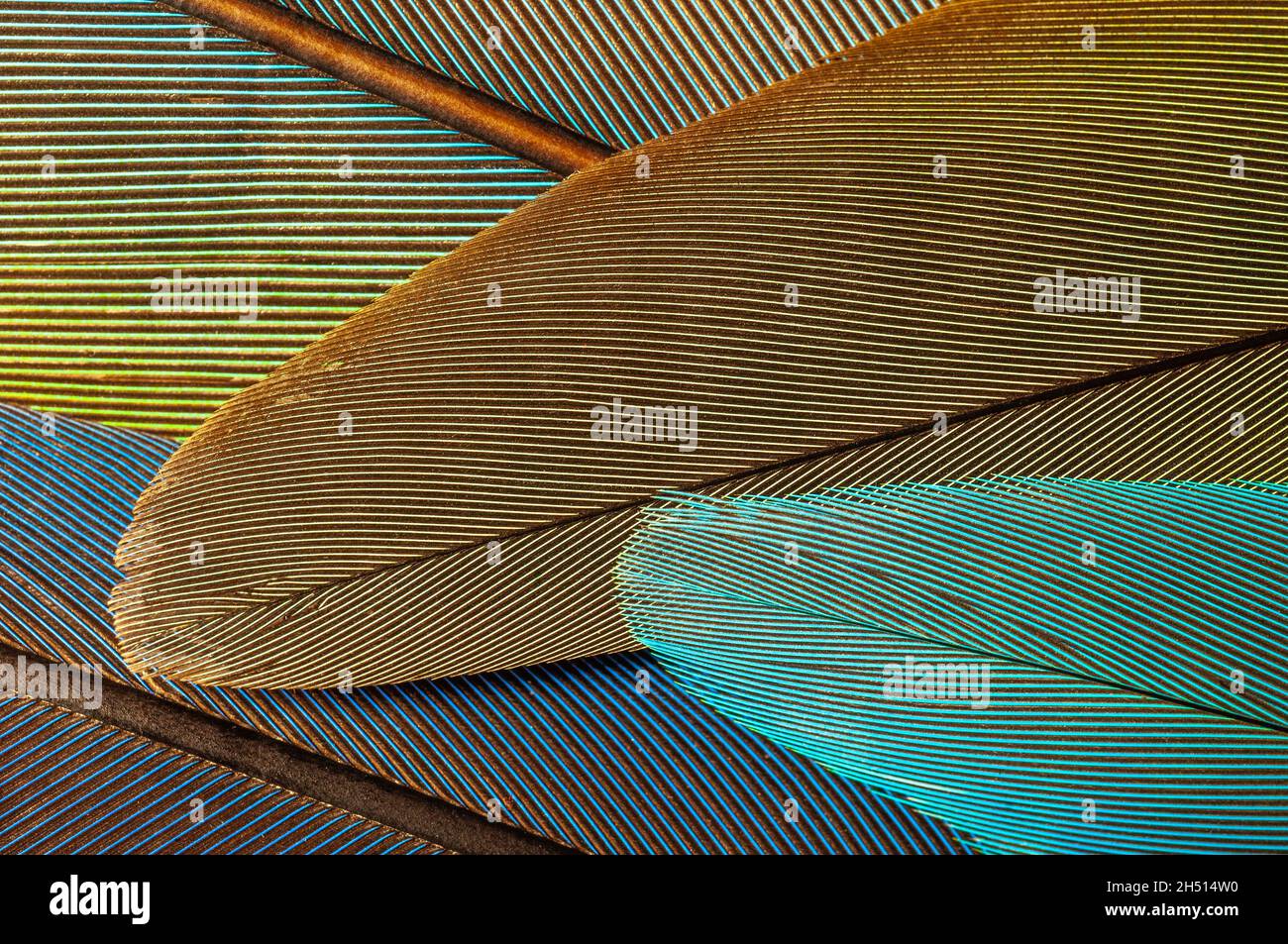 Detail of parrot feathers with bright colors Stock Photo - Alamy