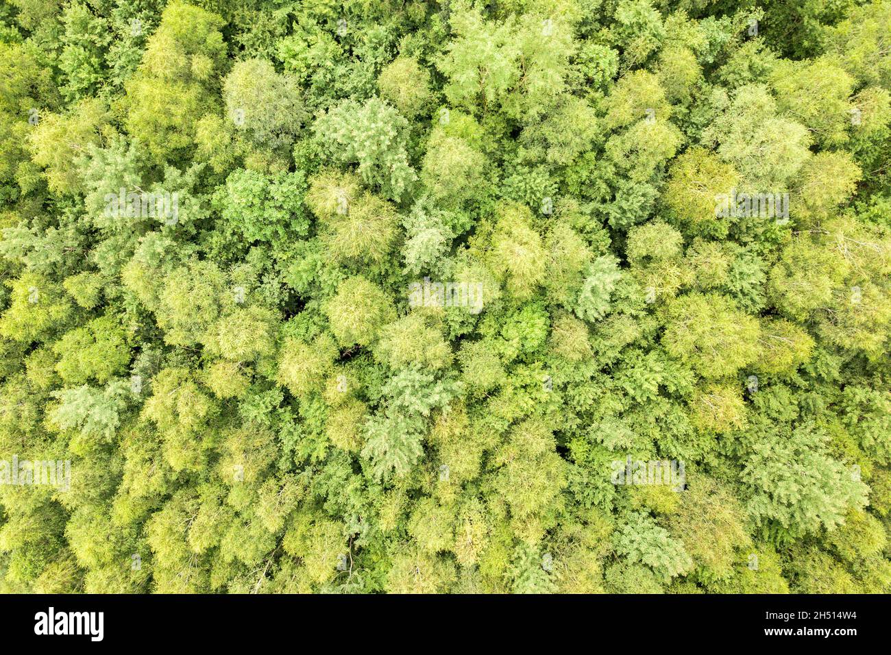 Top down aerial view of green summer forest with canopies of many fresh ...