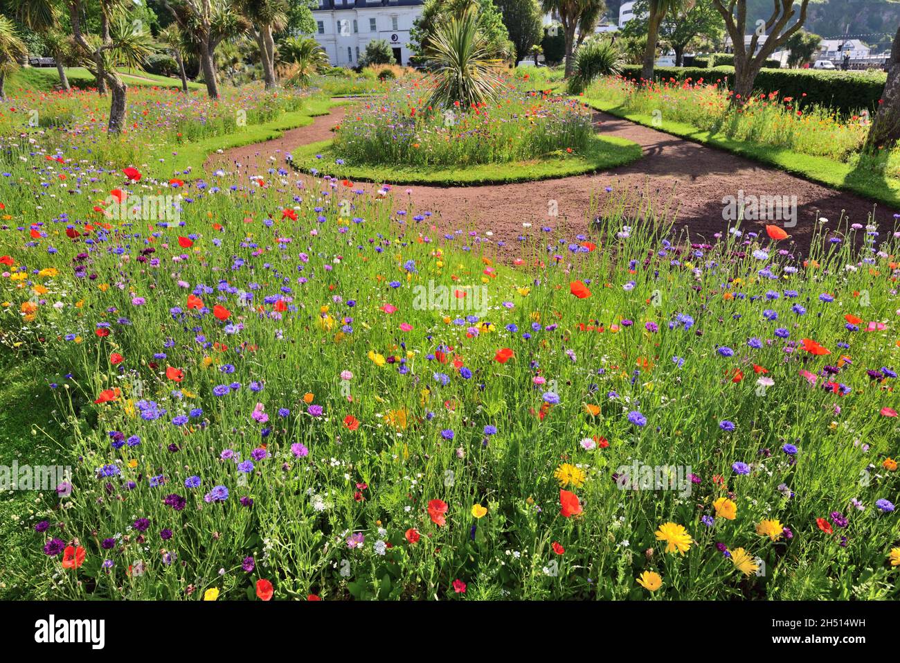 Wildflower displays in Abbey Park Gardens, Torquay, South Devon Stock ...