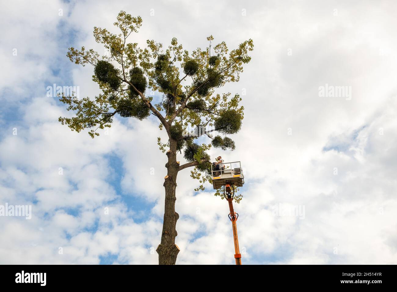 Two service workers cutting down big tree branches with chainsaw from ...