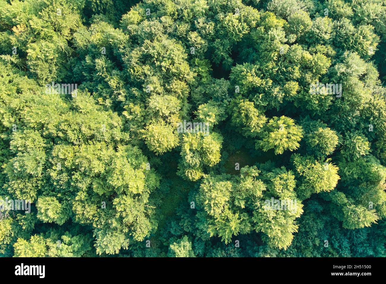 Top down flat aerial view of dark lush forest with green trees canopies ...