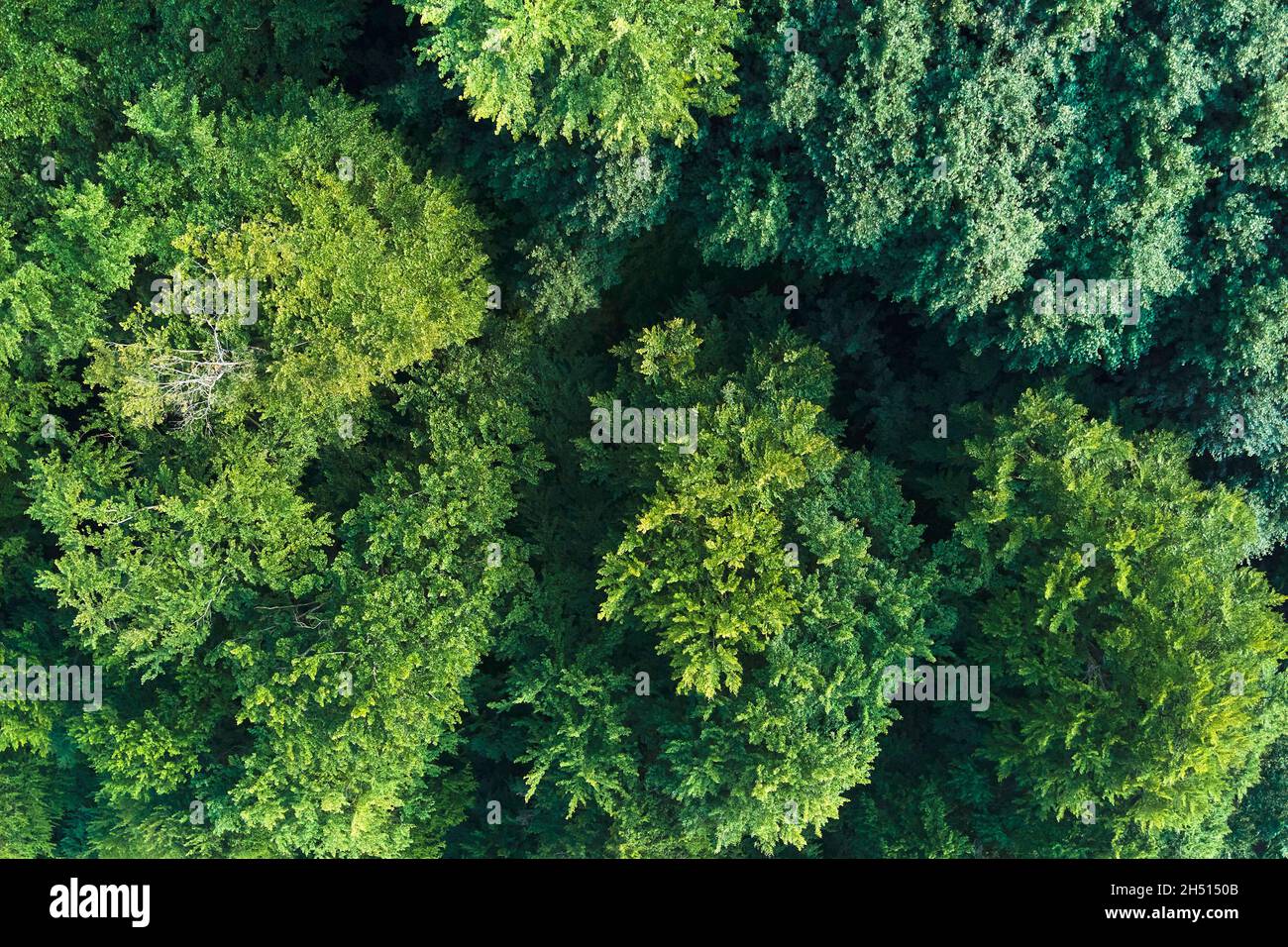 Top down flat aerial view of dark lush forest with green trees canopies ...