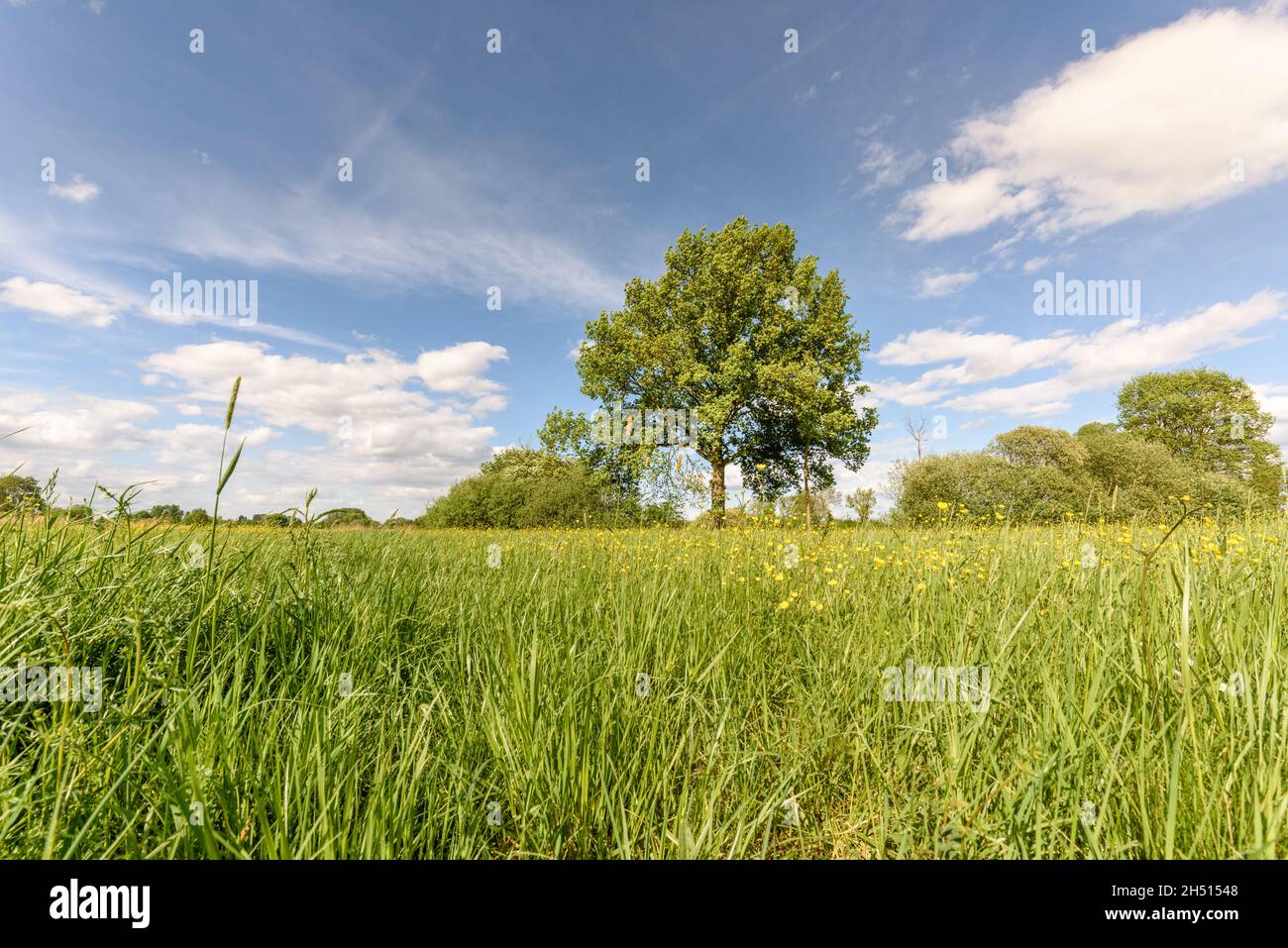 Meadow in spring in variable weather Stock Photo - Alamy