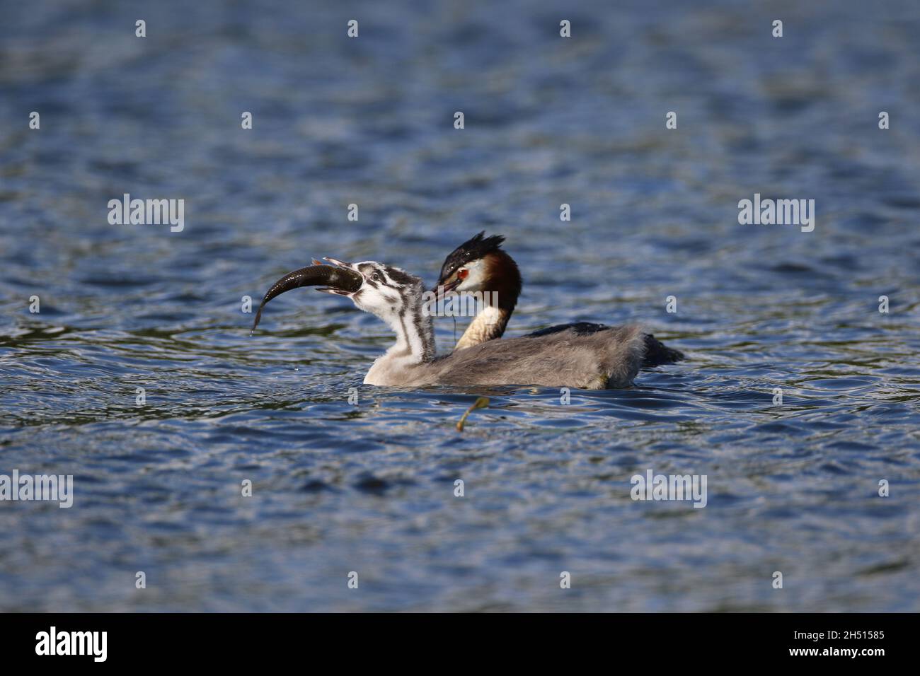 Chick attempting to swallow a large fish hi-res stock photography and ...