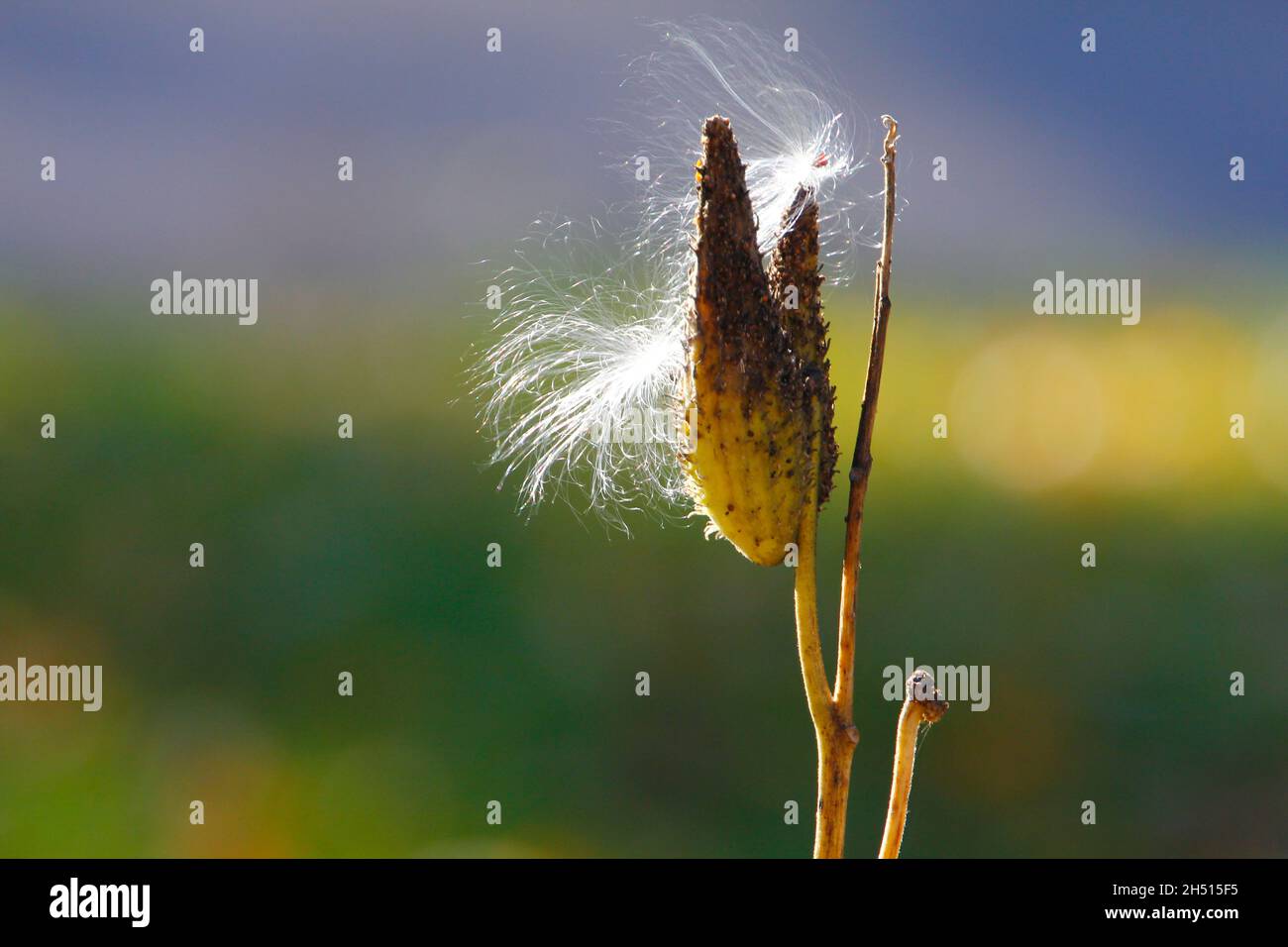 Milkweed Seed Emerging From Its Pod in Autumn Stock Photo - Alamy