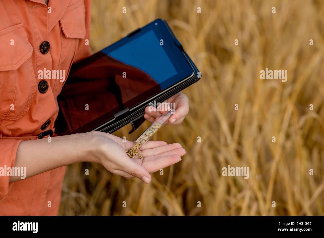 Agronomist farmer with digital tablet computer in wheat field using ...