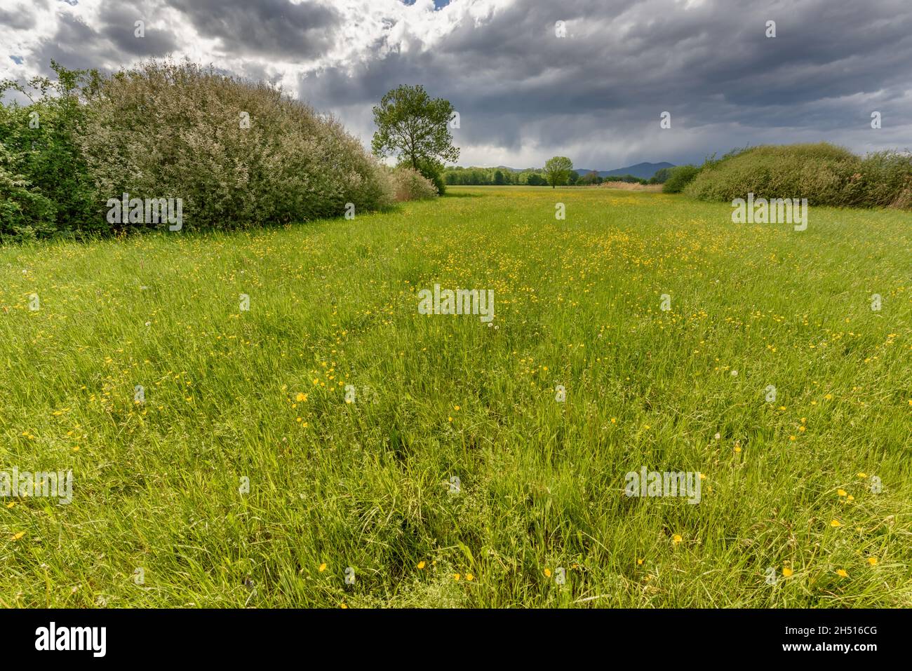 Meadow in spring in variable weather Stock Photo - Alamy