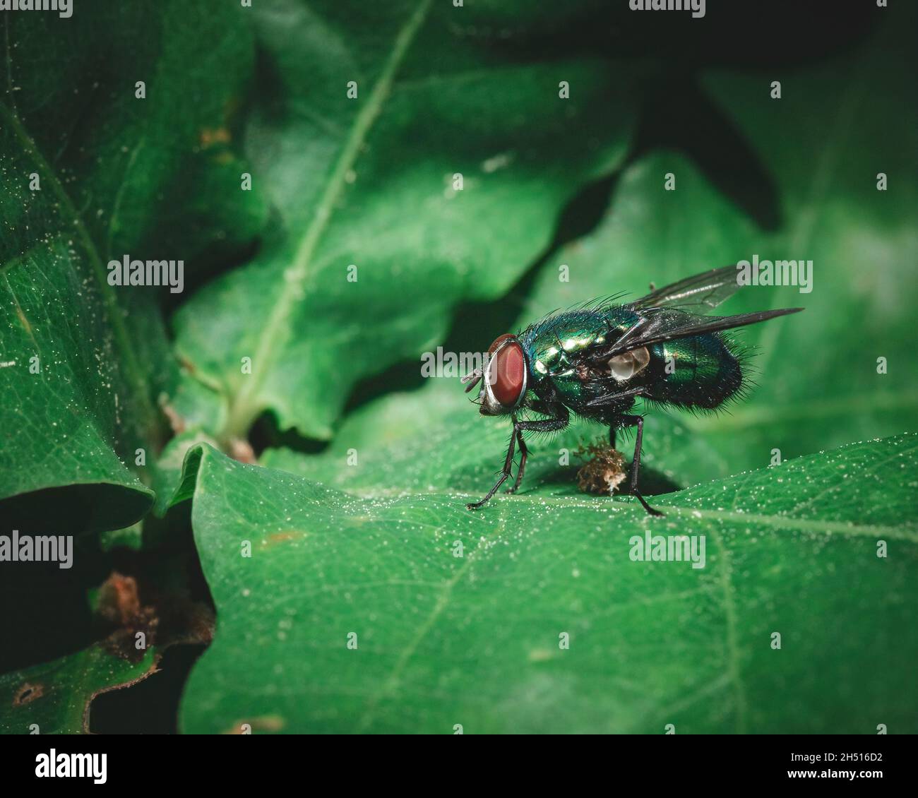 Small and little fly on a flower in the forest of nature. Macro ...