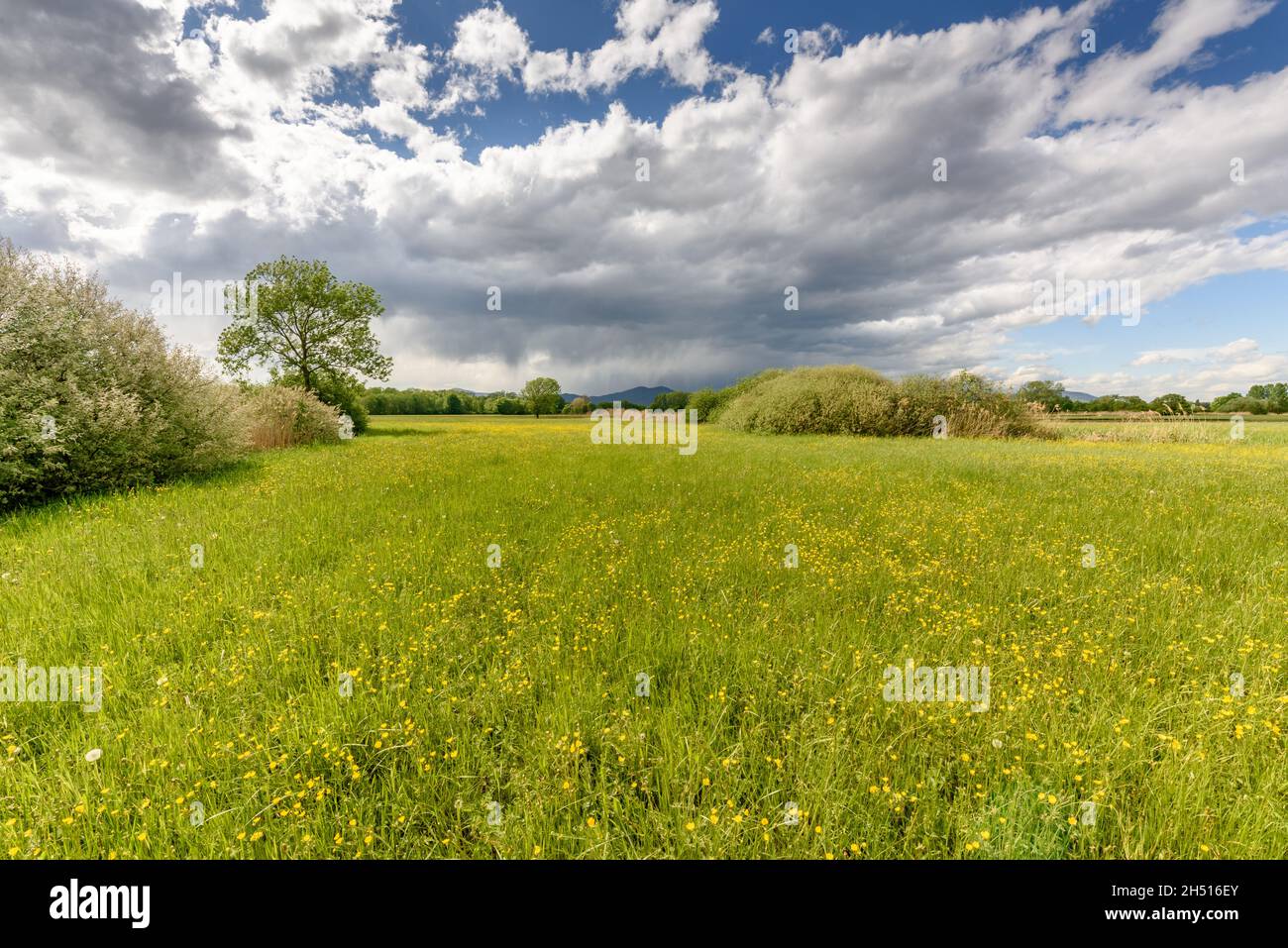 Meadow in spring in variable weather Stock Photo - Alamy