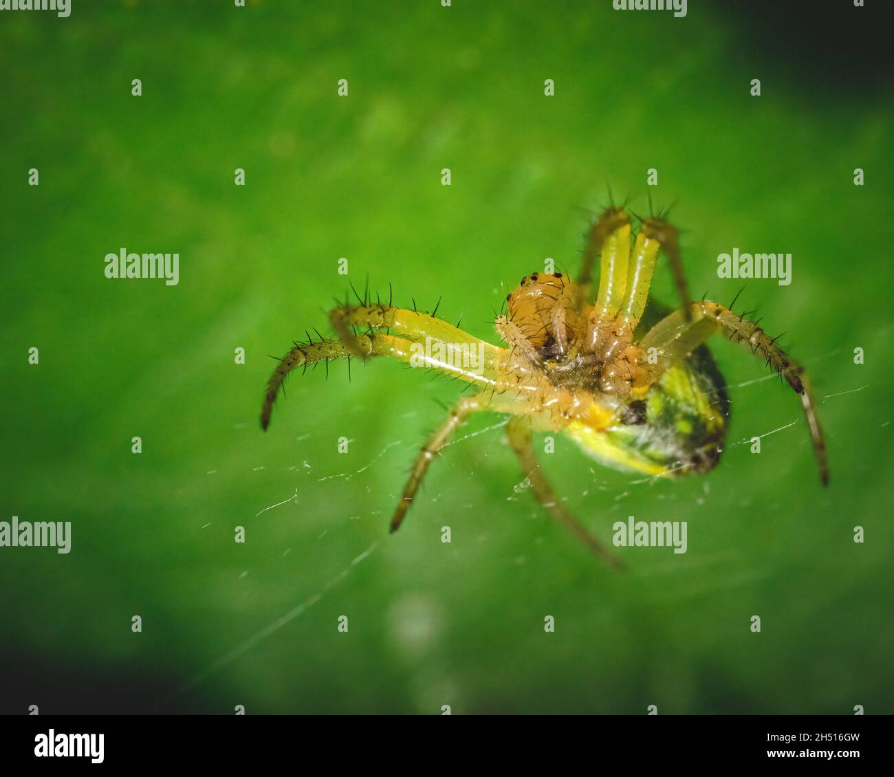 Small and little spider in nature. Sitting on a spider web Stock Photo ...