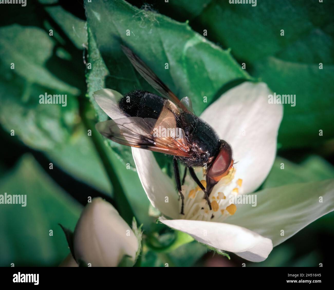 Macro photography in nature hi-res stock photography and images - Alamy