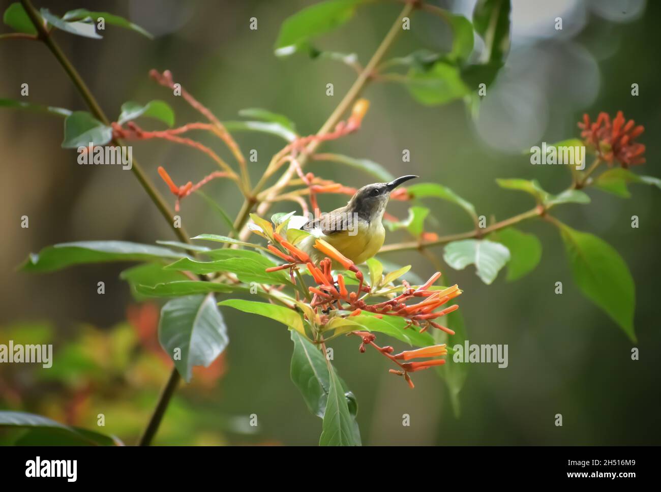 Female sun bird hi-res stock photography and images - Alamy