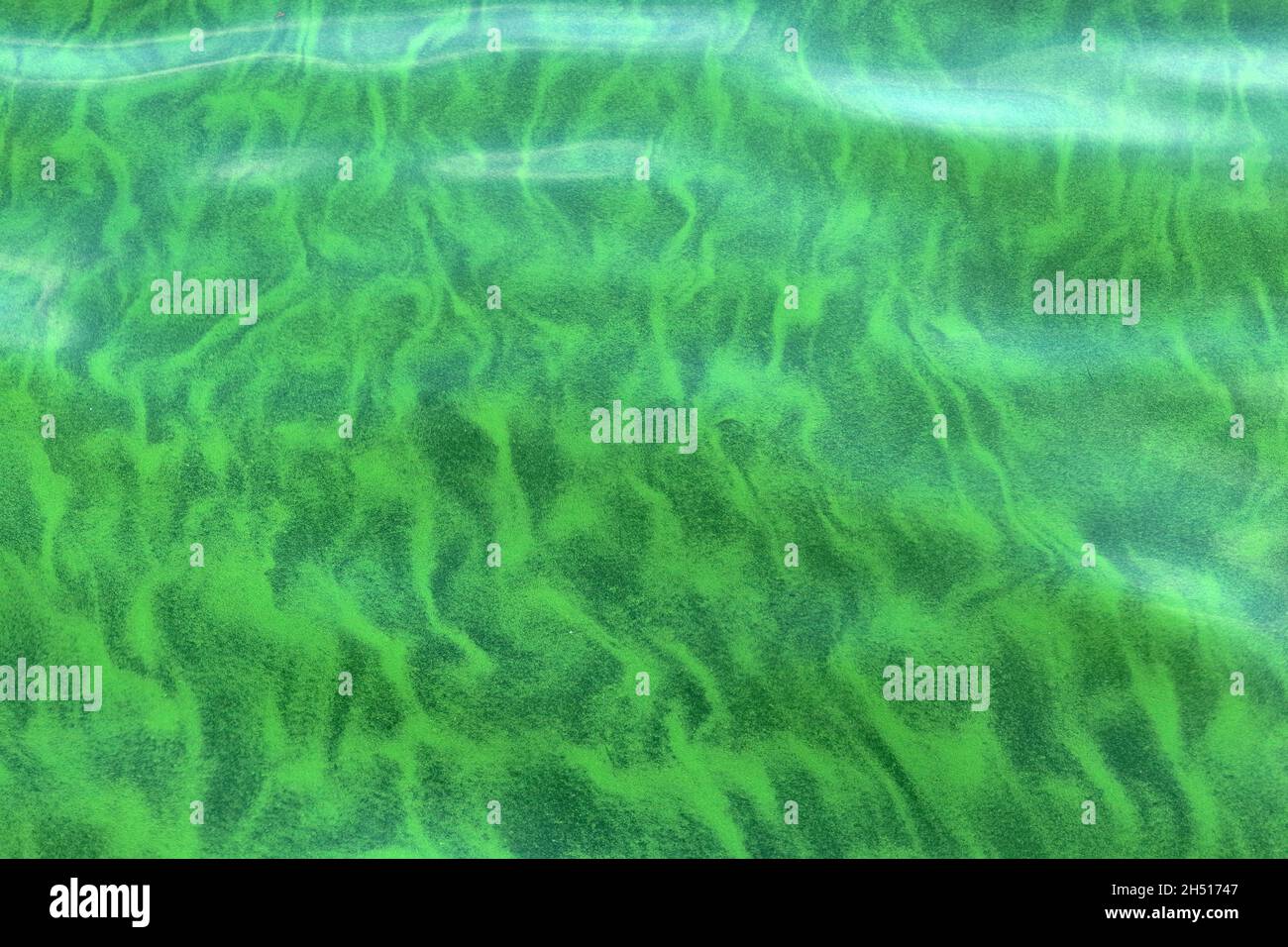 Green algal bloom in a freshwater lake Stock Photo - Alamy