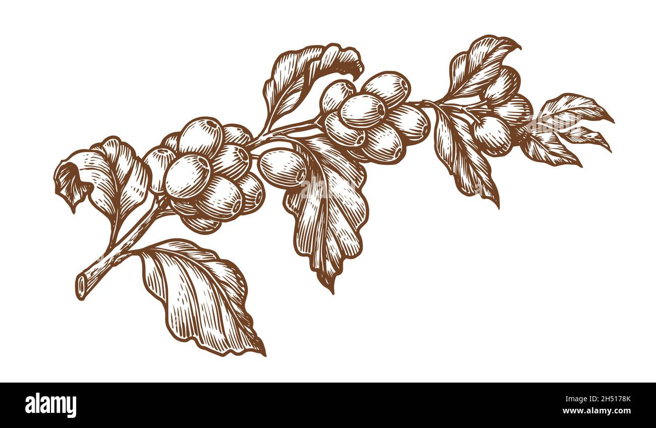 Coffee branch with leaves and beans in vintage style. Hand drawn ...