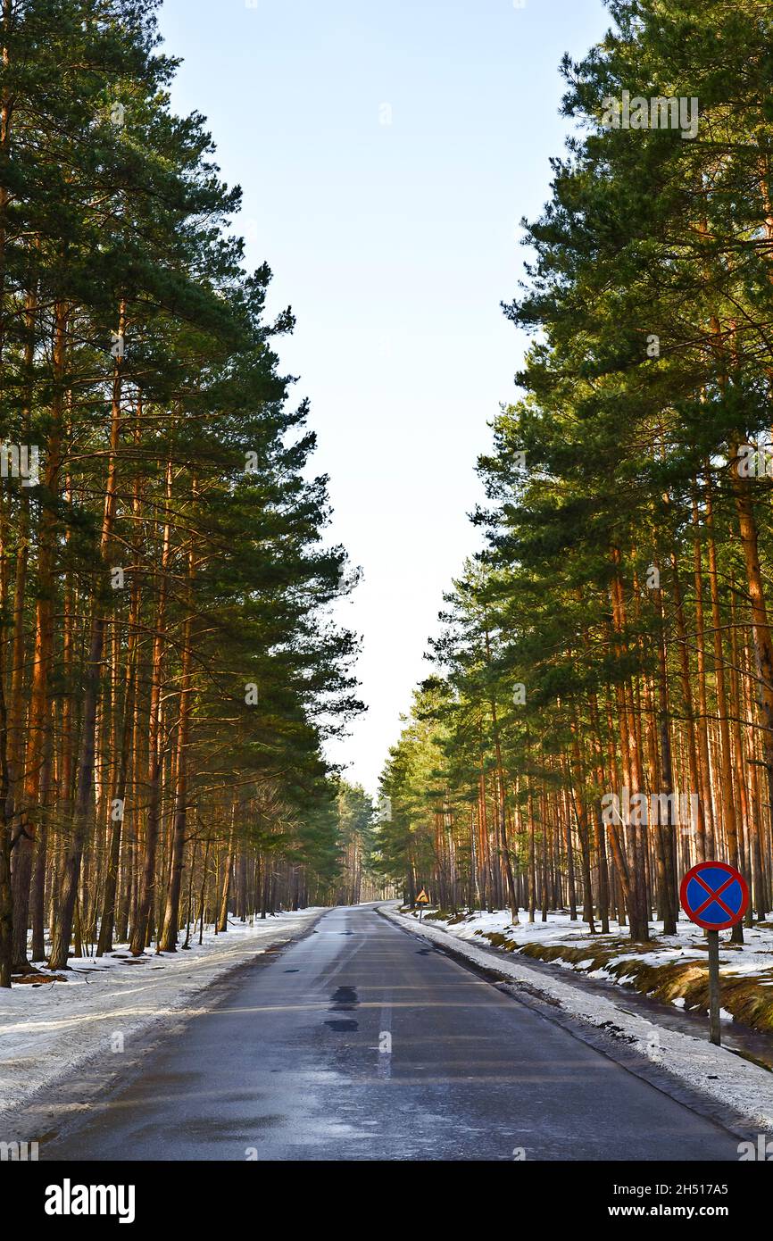 Asphalt road in pine forest hi-res stock photography and images - Alamy