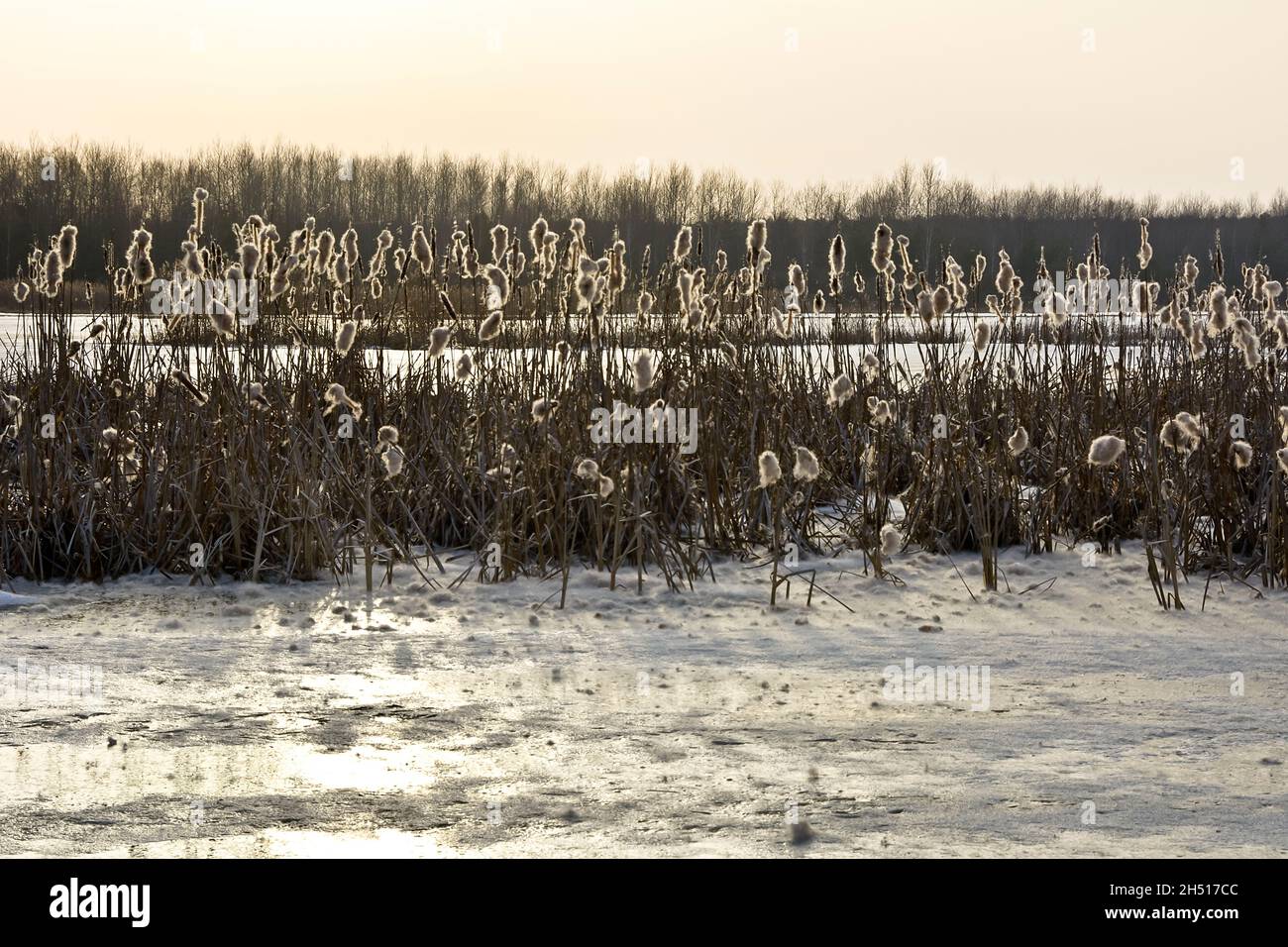 Frozen river pool in winter Stock Photo - Alamy