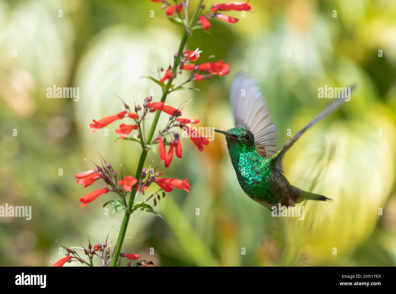 Green glittering Copper-rumped hummingbird feeding on Red Antigua Heath ...