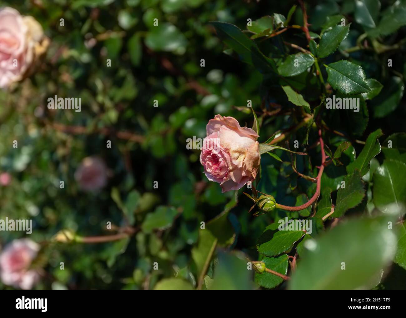 Flower of pink roses in the rose garden. View from above. Soft focus ...