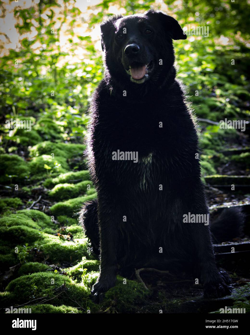 horizontal photo of the hedgehog Stock Photo - Alamy