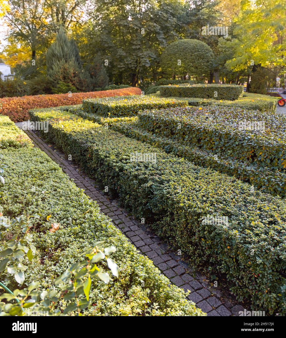 Green decorative trimmed trees in a park. Autumn landscape design ...